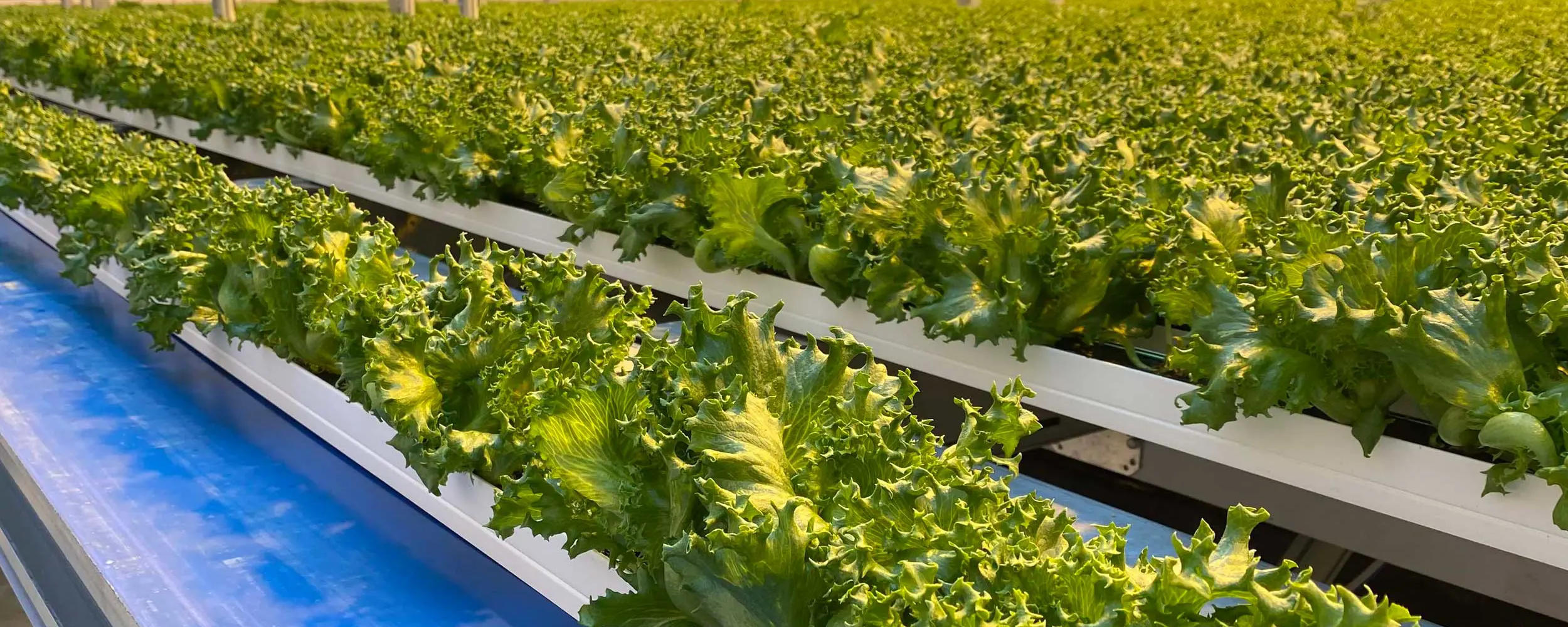 Greenhouse Gutters for Greenhouse Systems